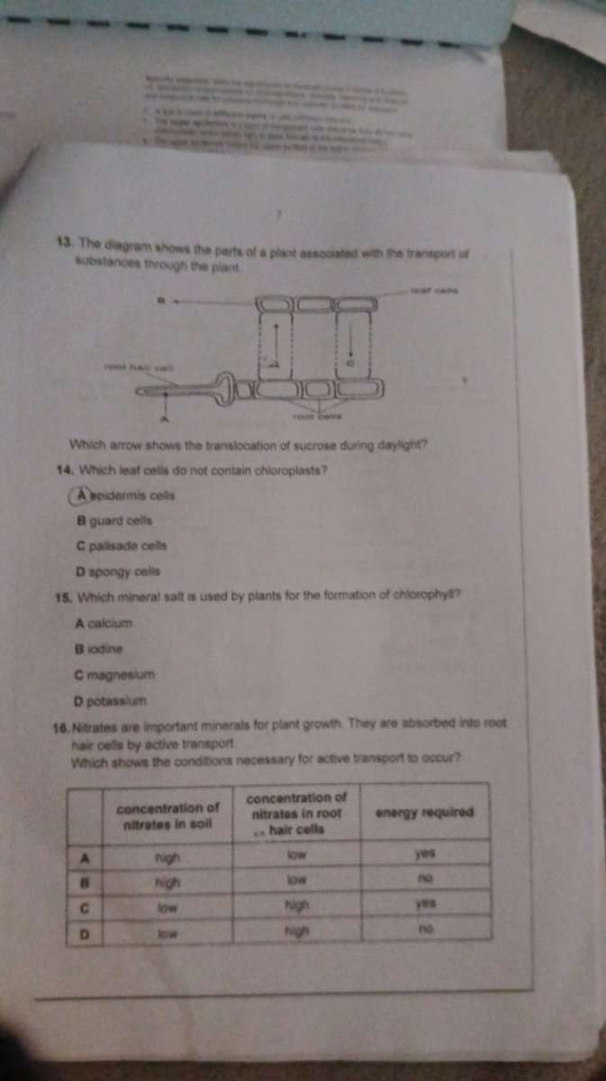 The diagram shows the parts of a plant associated with the transport of s..
