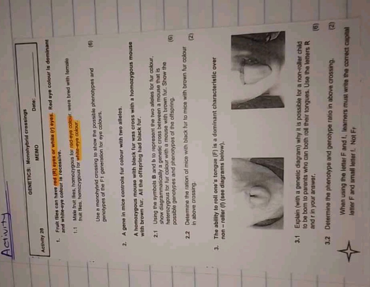 Activity Activity 28 GENETICS: Monohybrid crossings MEMO Date: Fruit flie..