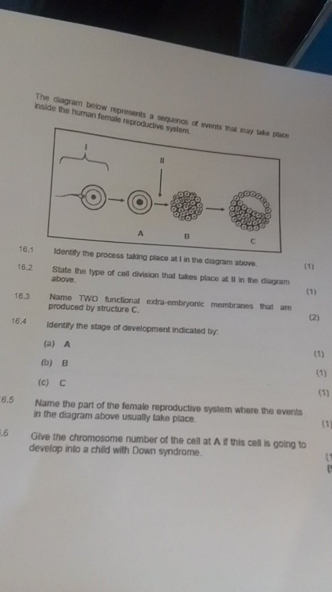 The diagram below represents a sequence of events that may take place ins..