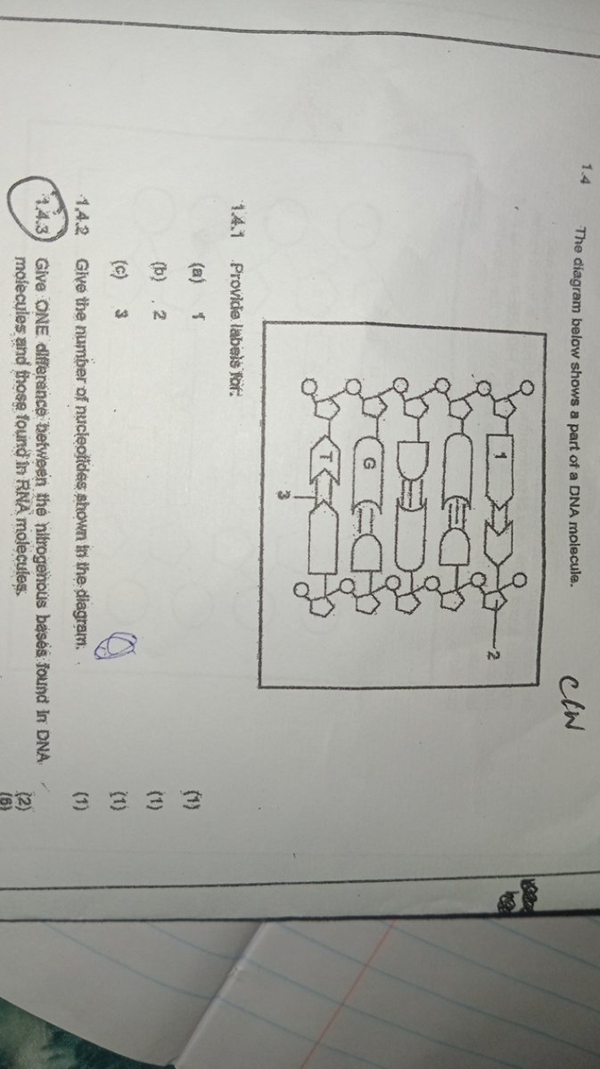 1.4 The diagram below shows a part of a DNA molecule. 1.4.1 Provide labe..