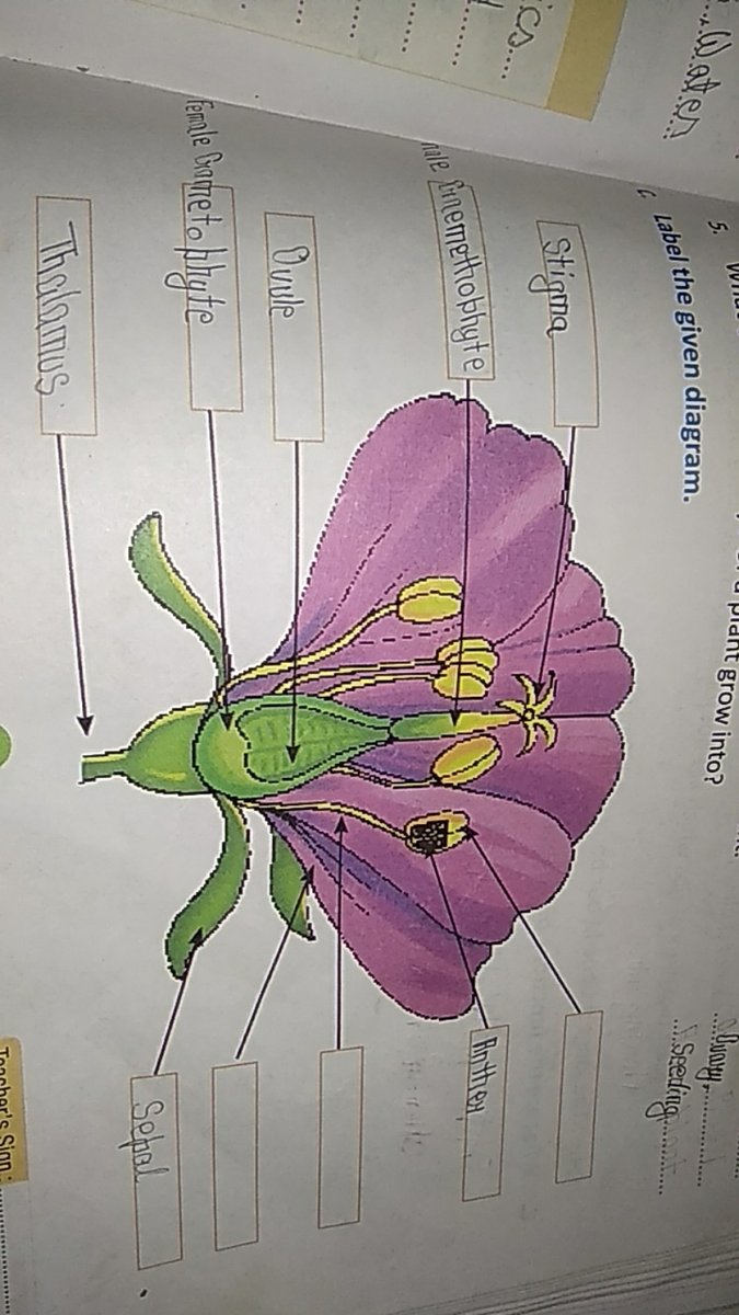 Label the given diagram of a flower. | Filo