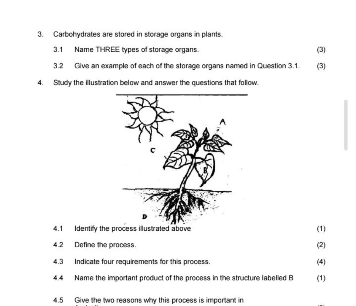 Carbohydrates are stored in storage organs in plants. 3.1 Name THREE type..