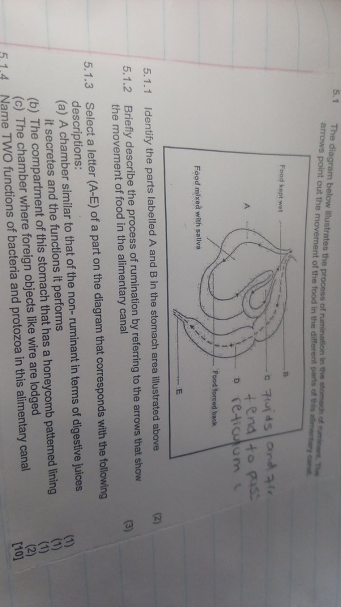 The diagram below illustrates the process of rumination in the stomach of..