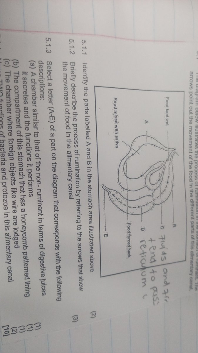 The diagram below illustrates the process of rumination in the stomach of..
