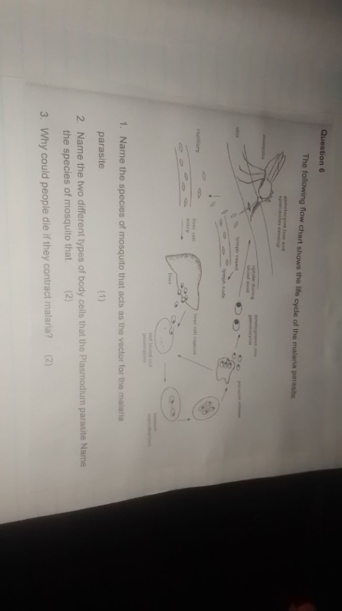 Question 6 The following flow chart shows the life cycle of the malaria p..