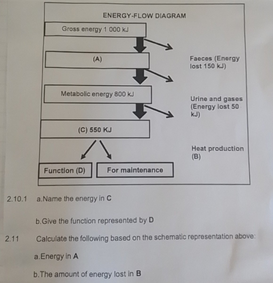 ENERGY-FLOW DIAGRAM Gross energy 1 000 kJ (A) Metabolic energy 800 kJ