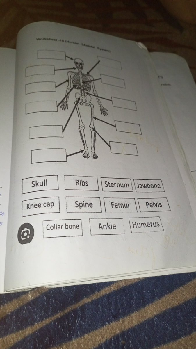 Worksheet -15 (Human Skeletal System) [Diagram of human skeleton with bl..
