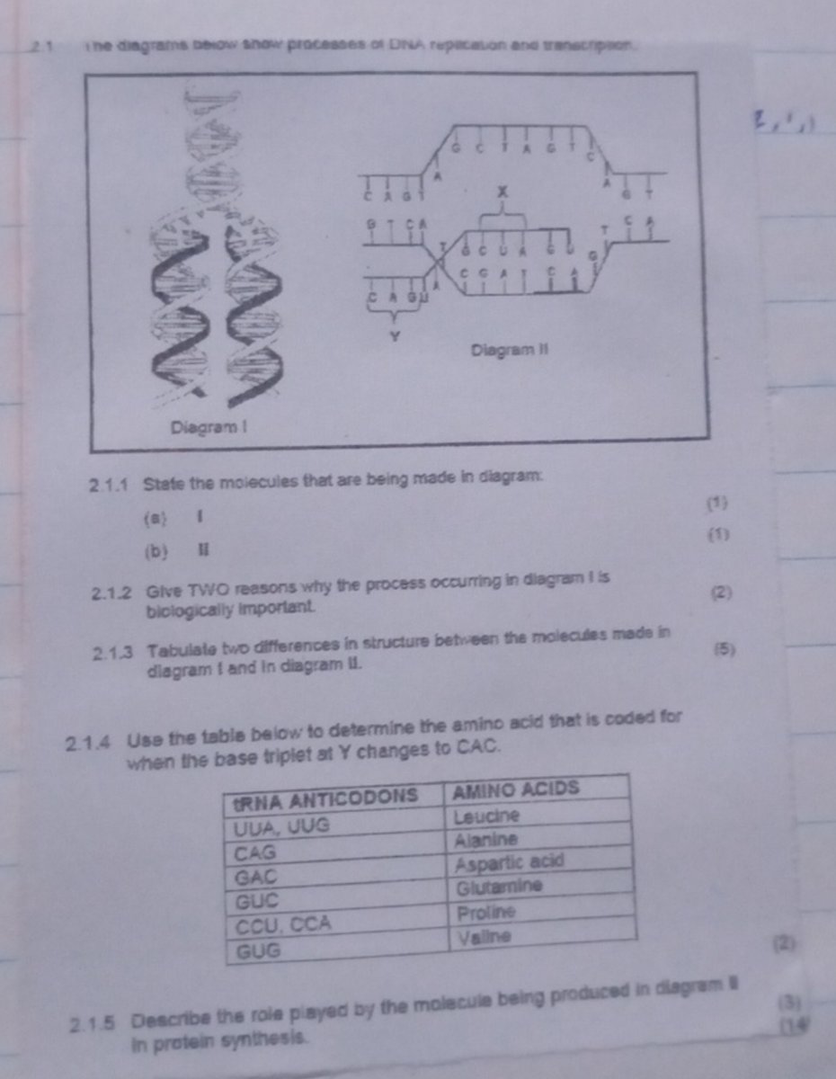 The diagrams below show processes of DNA replication and transcription.
