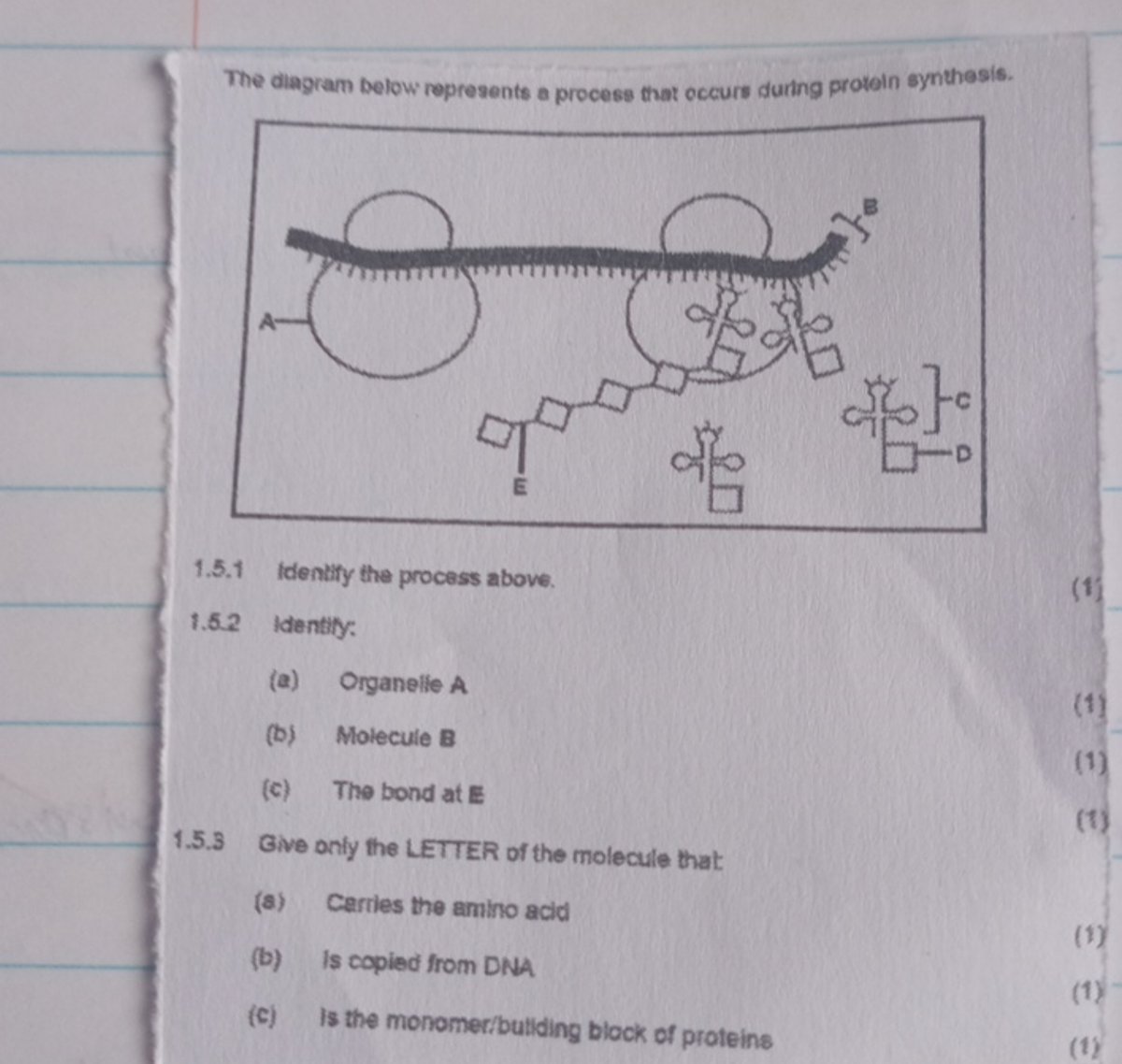 The diagram below represents a process that occurs during protein synthes..