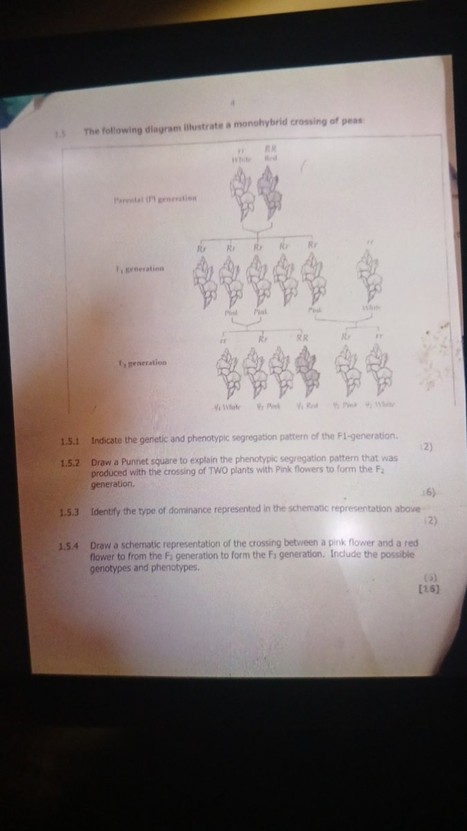 The following diagram illustrates a monohybrid crossing of peas: Parenta..