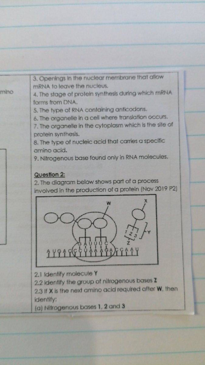 Here are some questions related to protein synthesis: Question 1 (Genera..