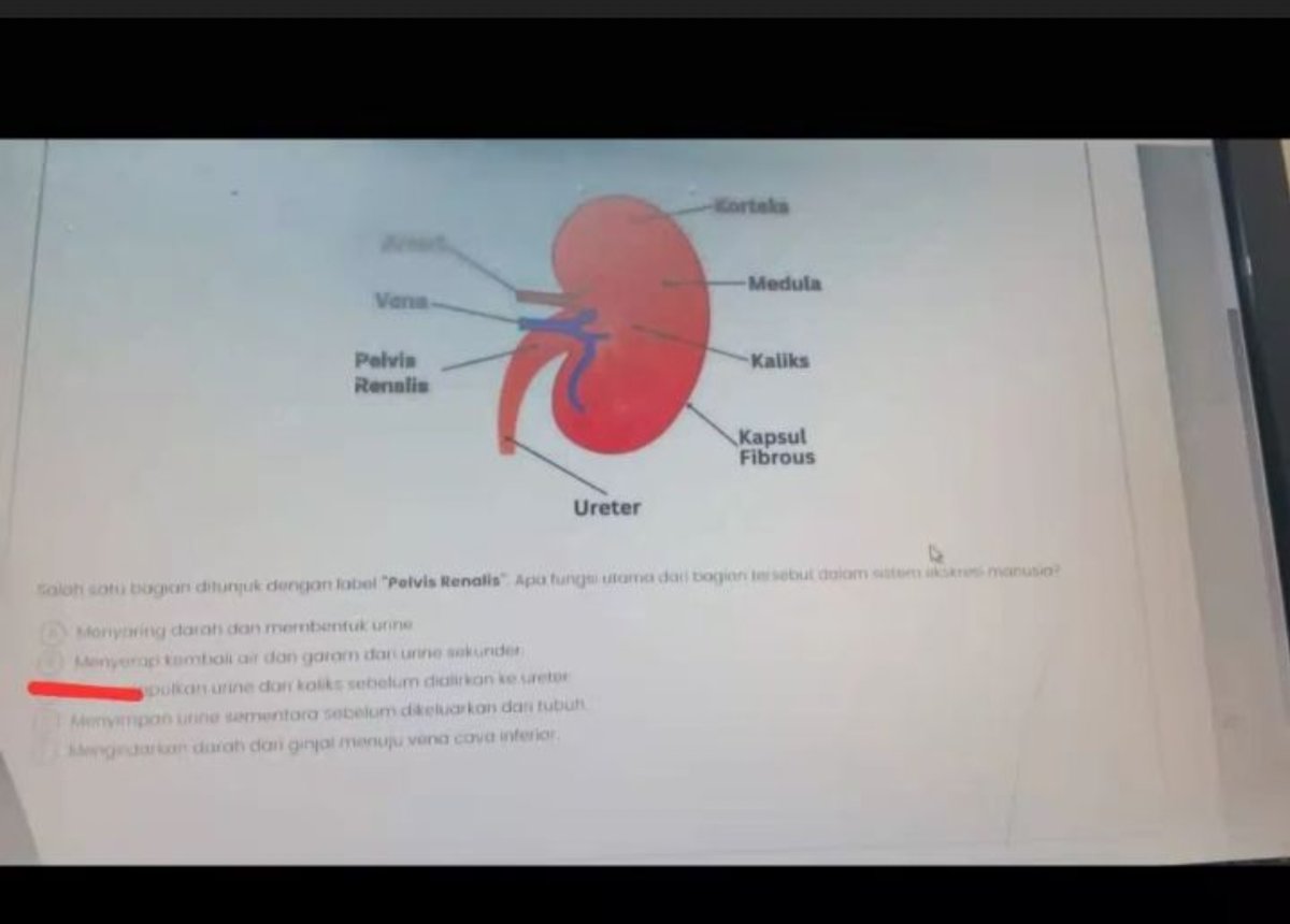 Salah satu bagian ditunjuk dengan label "Pelvis Renalis". Apa fungsi utam..