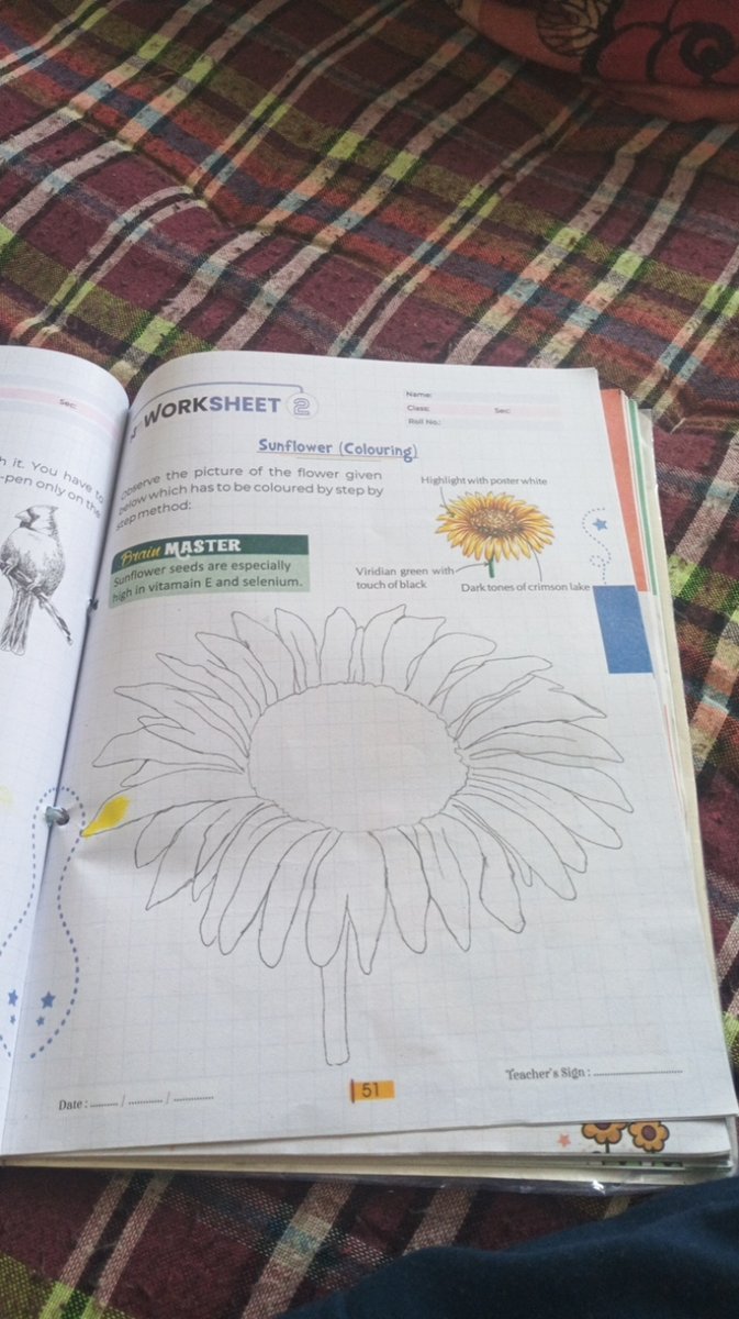 Worksheet 2: Sunflower Colouring Observe the picture of the sunflower gi..