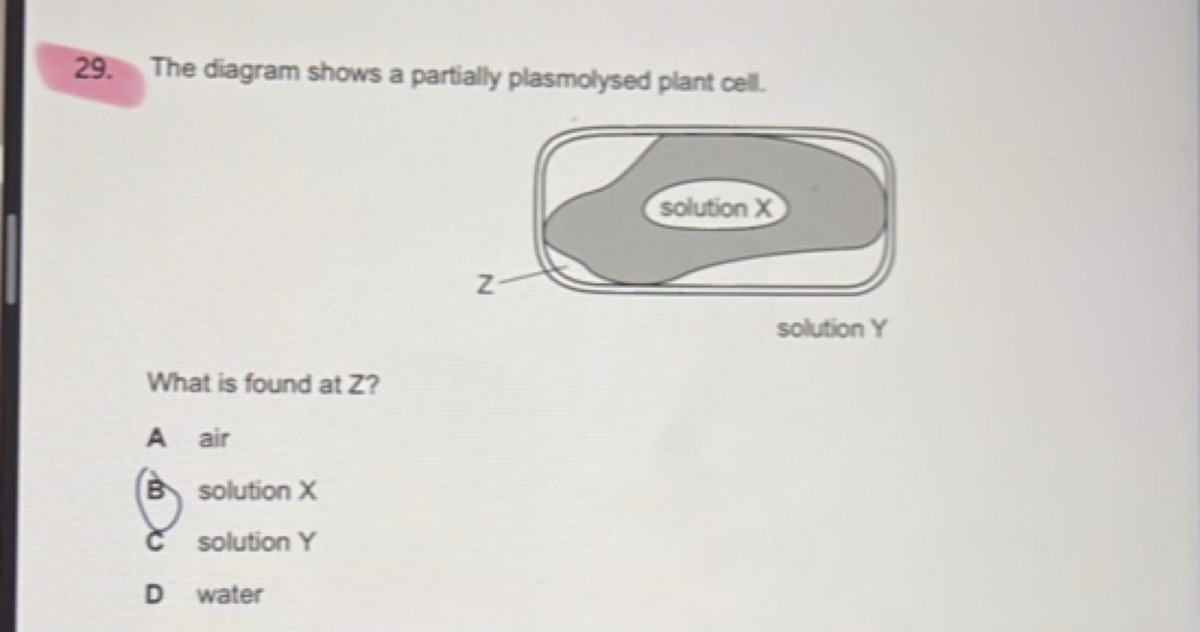 The diagram shows a partially plasmolysed plant cell. What is found at Z?..