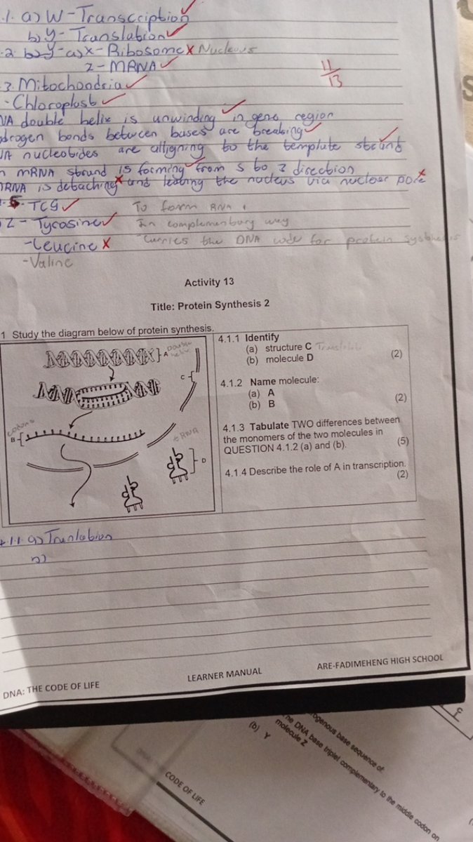 Activity 13 Title: Protein Synthesis 2 Study the diagram below of protei..