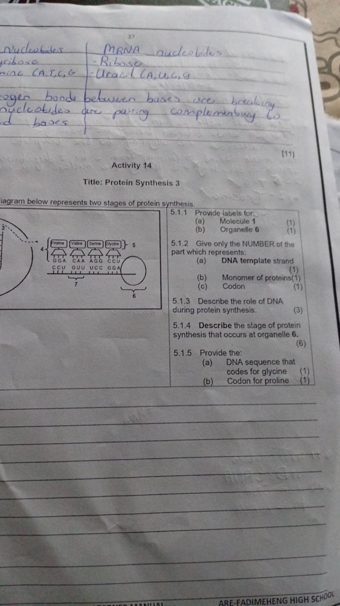 Activity 14 Title: Protein Synthesis 3 The diagram below represents two