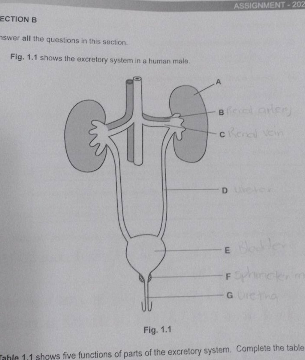 Fig. 1.1 shows the excretory system in a human male. You are given a dia..