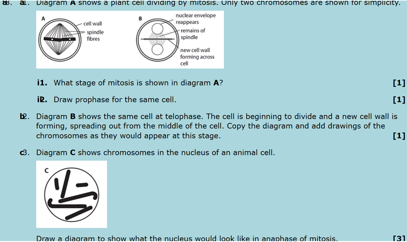 Diagram A shows a plant cell dividing by mitosis. Only two chromosomes ar..