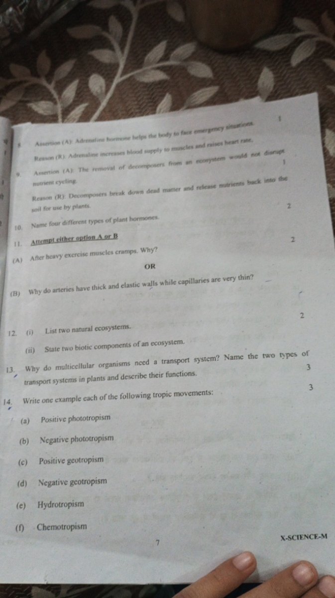 Name four different types of plant hormones. Attempt either option A or