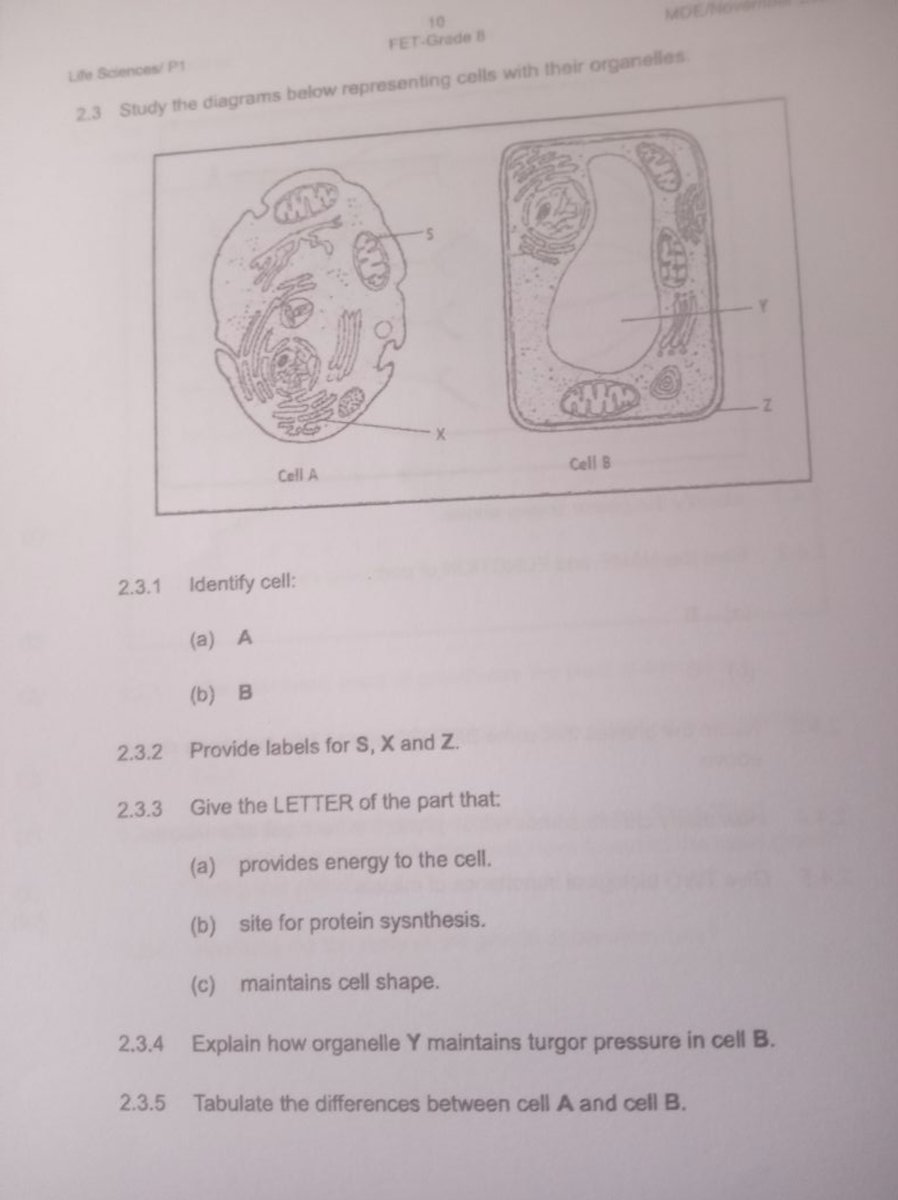 2.3 Study the diagrams below representing cells with their organelles Ce..