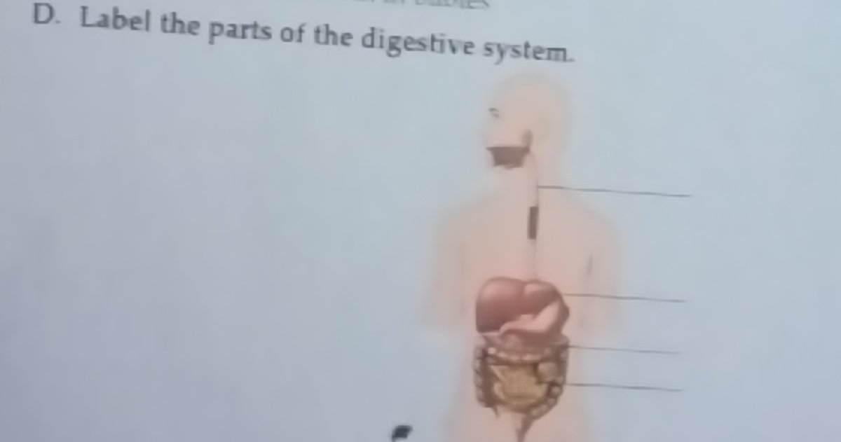 Label the parts of the digestive system. | Filo