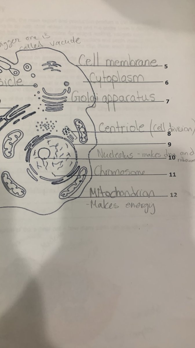 Diagram of a cell with labeled structures: The image provided labels the..