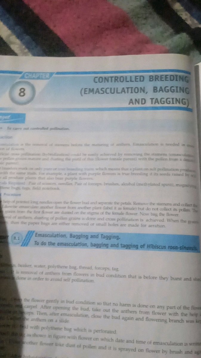 Explain the process of emasculation, bagging, and tagging in Hibiscus ros..