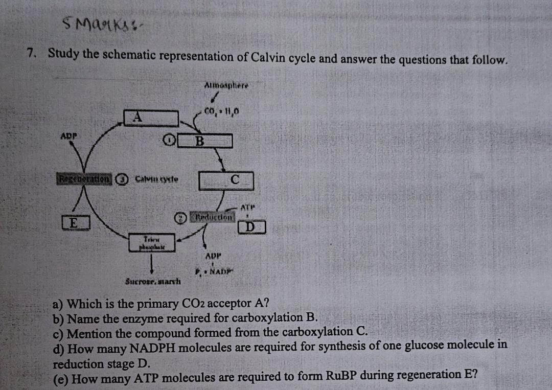 Study the schematic representation of Calvin cycle and answer the questio..