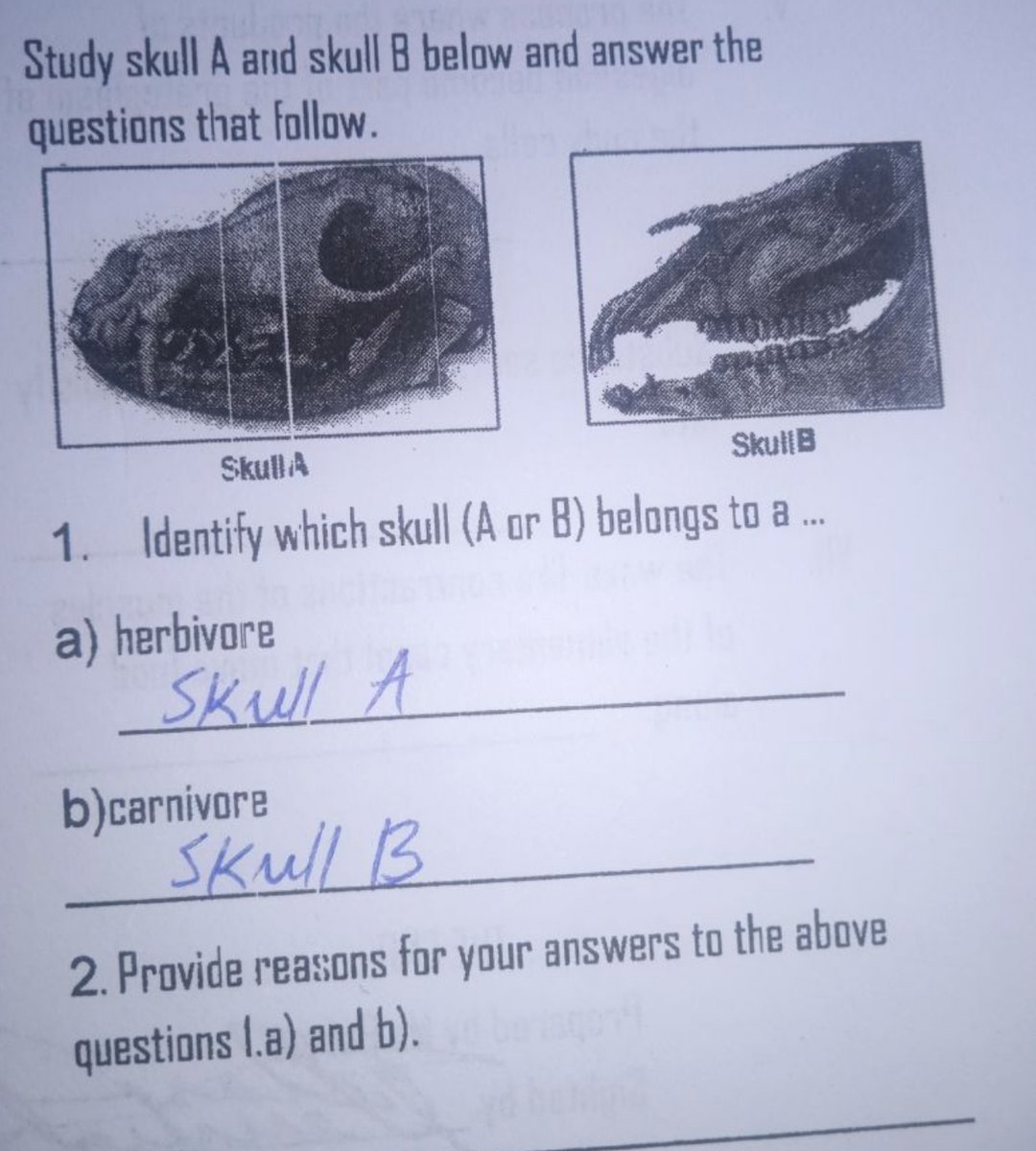 Study skull A and skull B below and answer the questions that follow. Im..