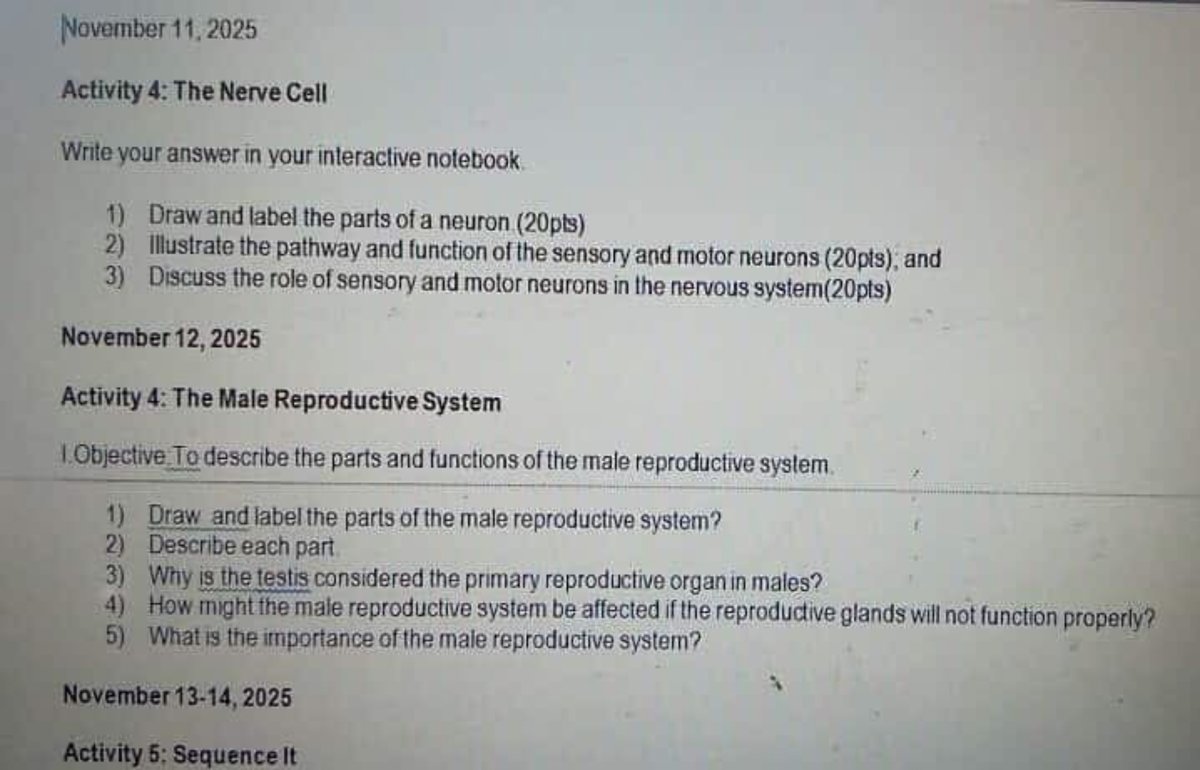 November 11, 2025 Activity 4: The Nerve Cell Write your answer in your