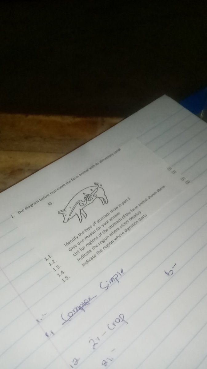 The diagram below represents the farm animal with its alimentary canal.