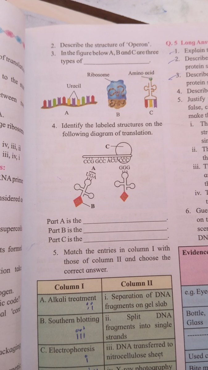 Describe the structure of 'Operon'. In the figure below A, B and C are th..