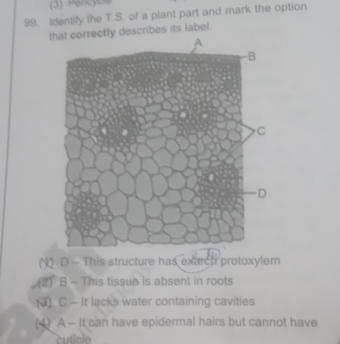 Identify the T.S. of a plant part and mark the option that correctly desc..