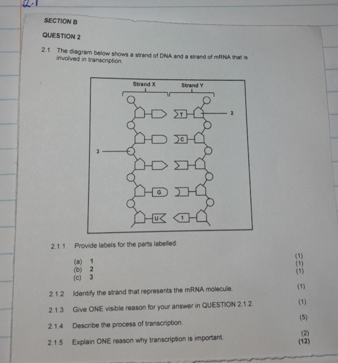 SECTION B QUESTION 2 2.1 The diagram below shows a strand of DNA and a s..