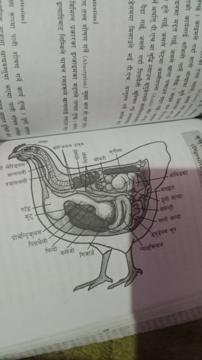 The provided image contains a diagram of the digestive system of a chicke..