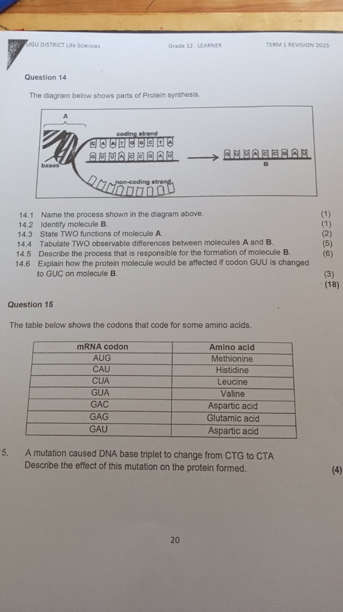 Question 14 The diagram below shows parts of Protein synthesis. [Diagram..