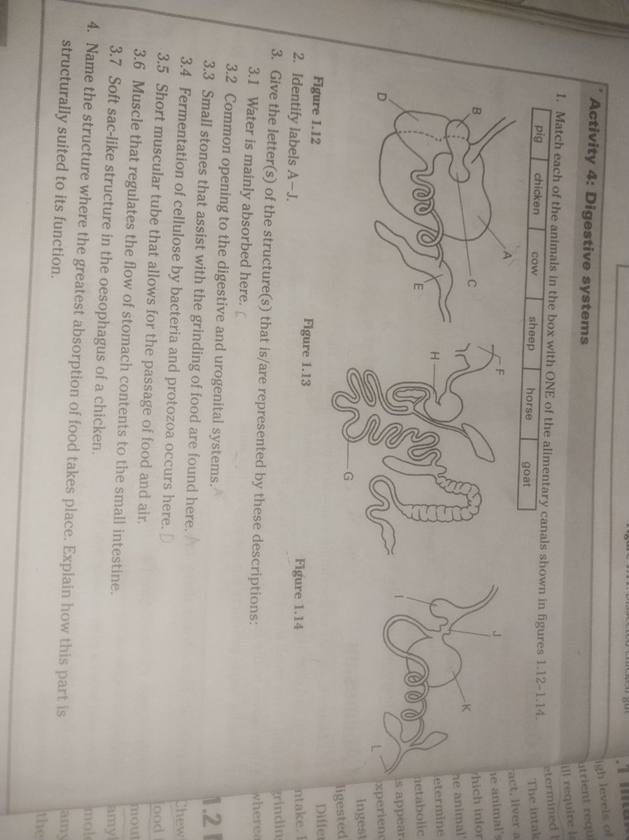 Activity 4: Digestive systems Match each of the animals in the box with