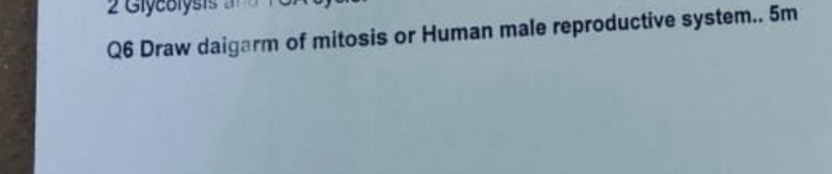 Q6 Draw diagram of mitosis or Human male reproductive system. 5m | Filo