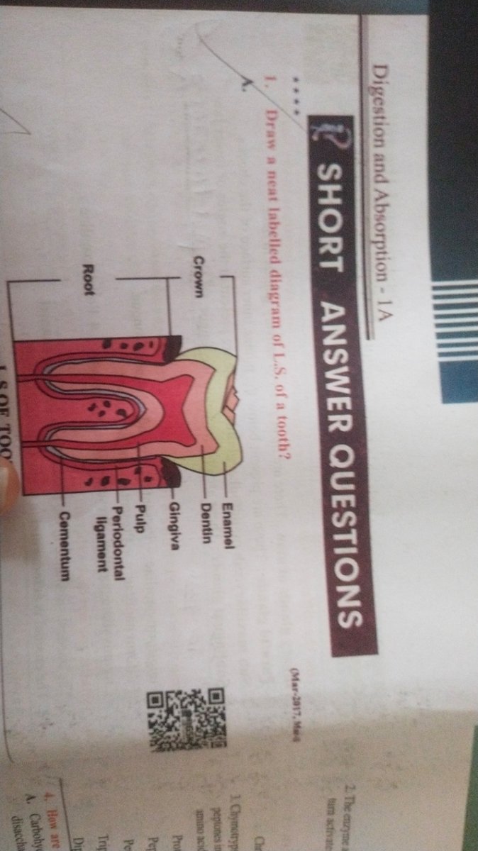Draw a neat labelled diagram of L.S. of a tooth? | Filo