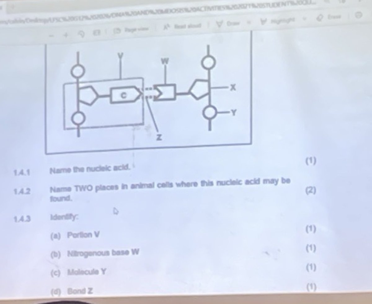 1.4.1 Name the nucleic acid. 1.4.2 Name TWO places in animal cells where..