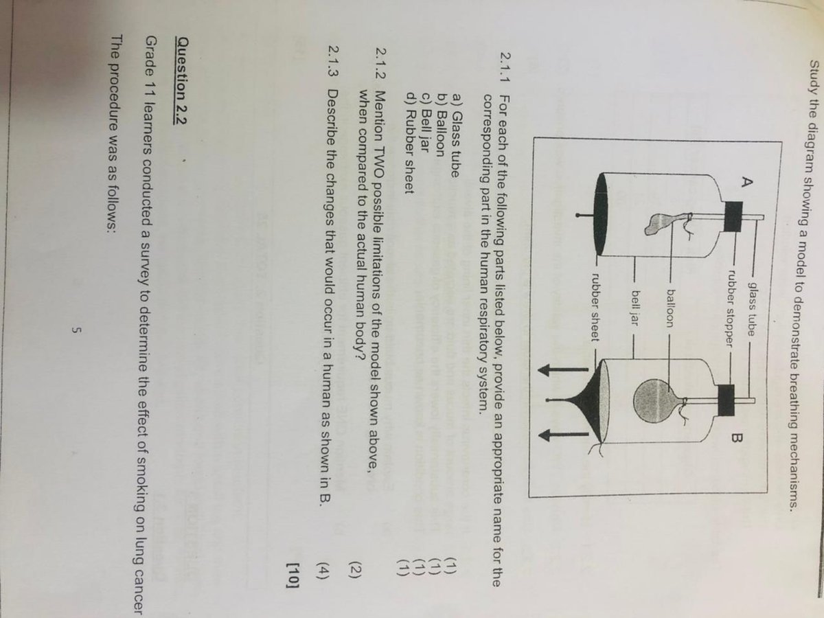 Study the diagram showing a model to demonstrate breathing mechanisms. I..