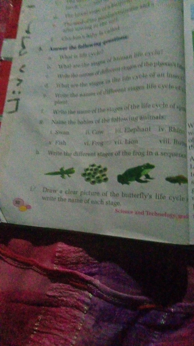 Draw a clear picture of the butterfly's life cycle and write the name of