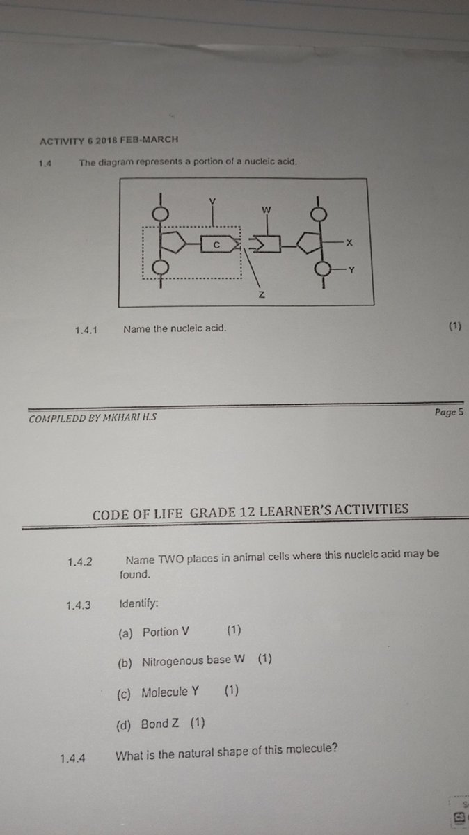 ACTIVITY 6 2018 FEB-MARCH 1.4 The diagram represents a portion of a nucl..