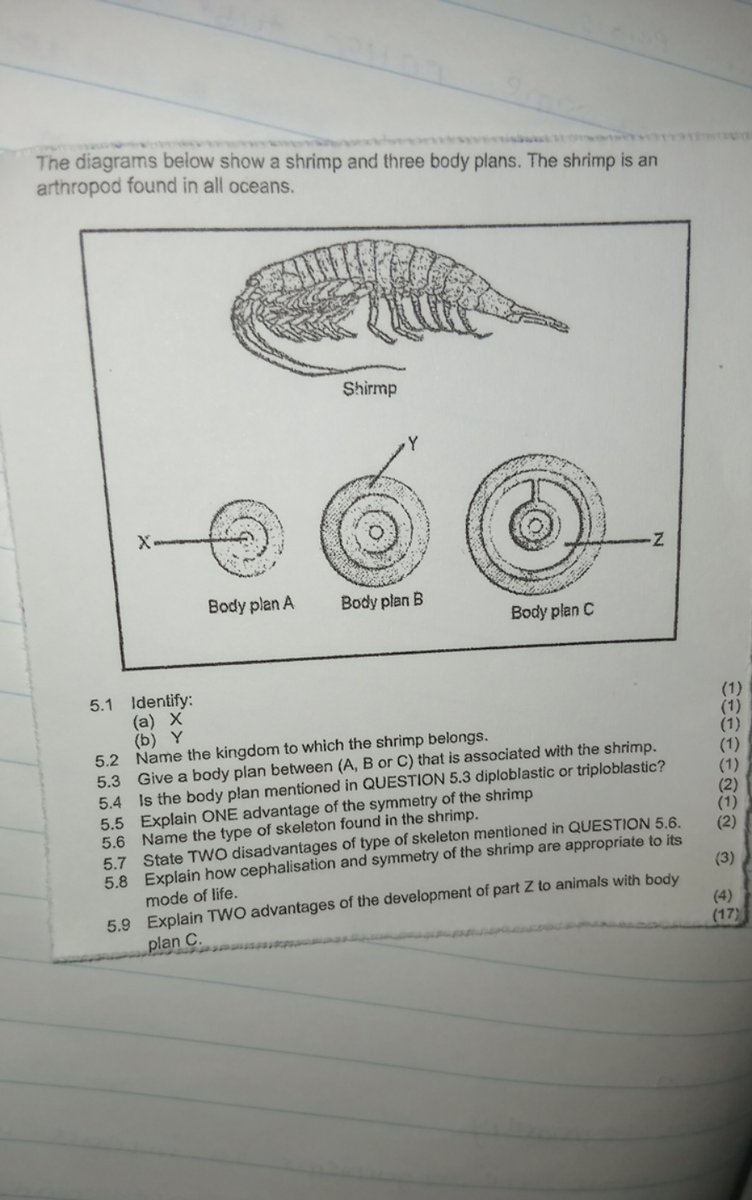 The diagrams below show a shrimp and three body plans. The shrimp is an a..
