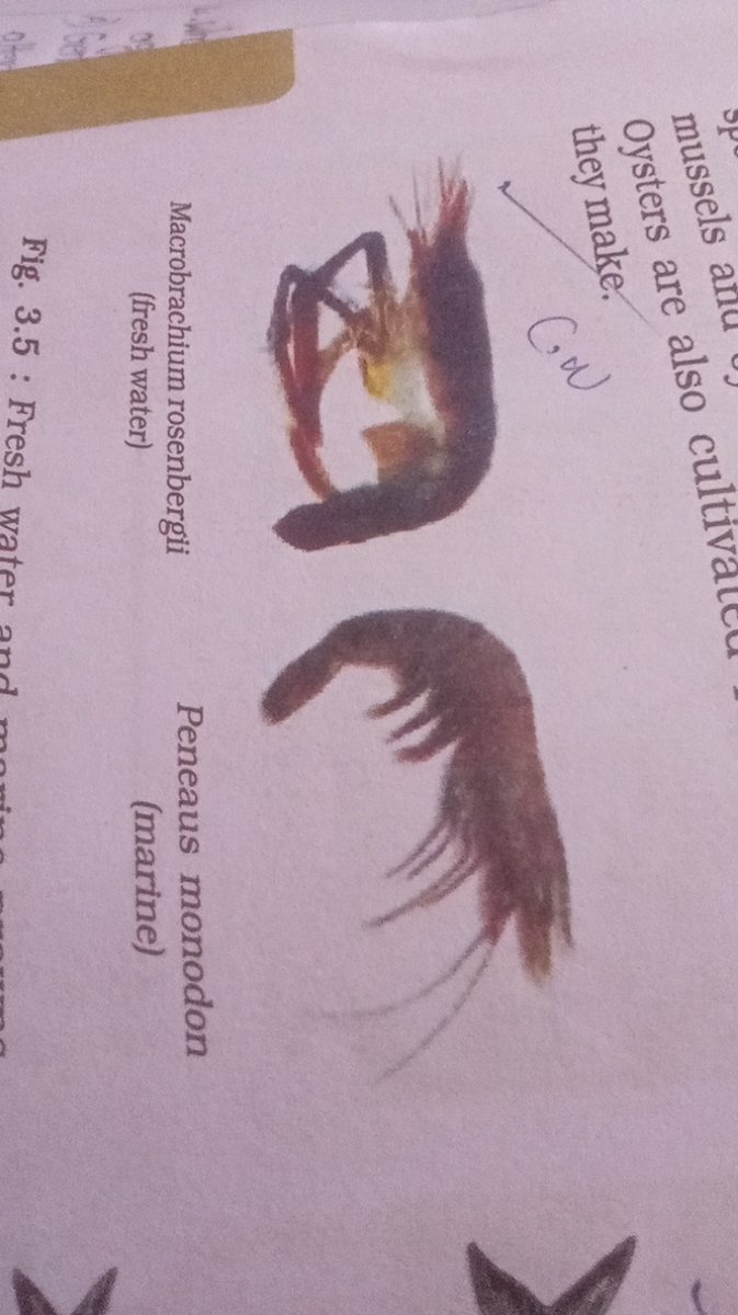 The provided image shows two types of prawns: Macrobrachium rosenbergii