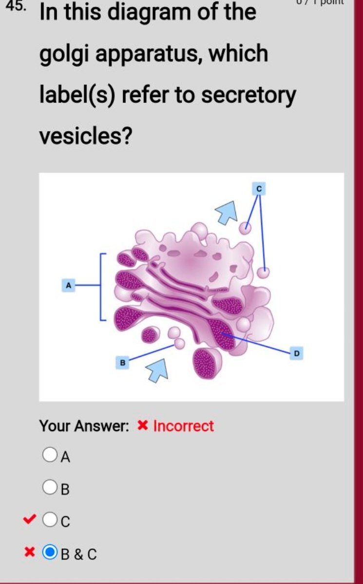 In this diagram of the golgi apparatus, which label(s) refer to secretory..