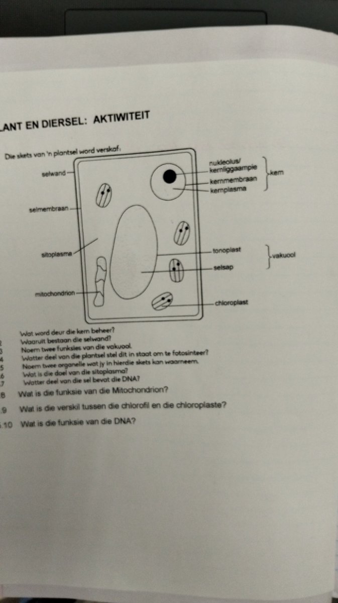 LANT EN DIERSEL: AKTIWITEIT Die skets van 'n plantsel word verskaf: Wat..