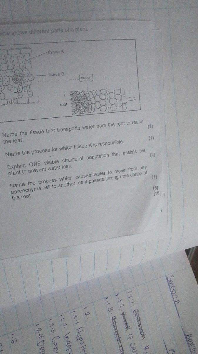 Below shows different parts of a plant. Diagram: (A diagram showing diff..
