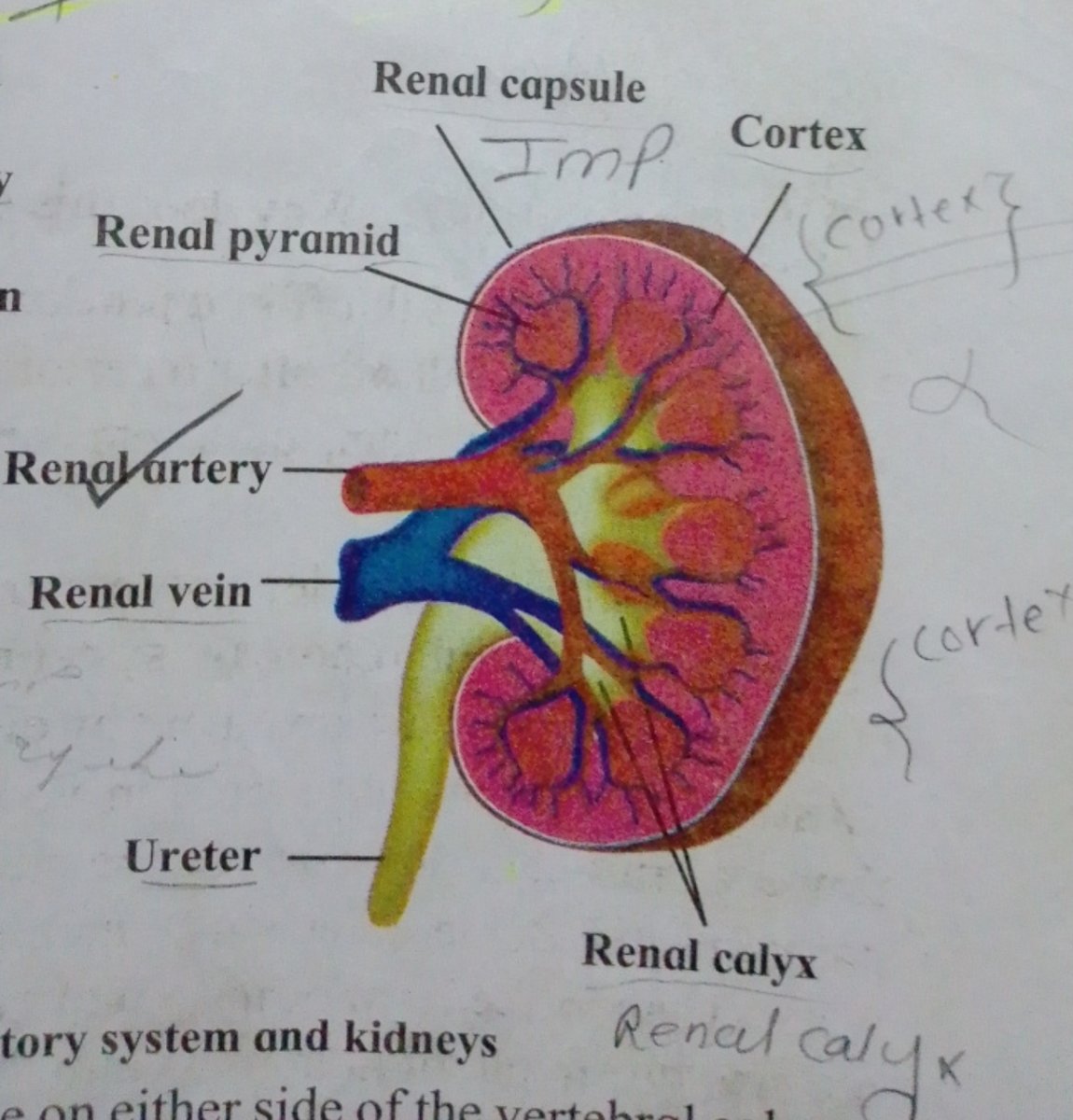The image provided shows a diagram of the human kidney. Identify and labe..