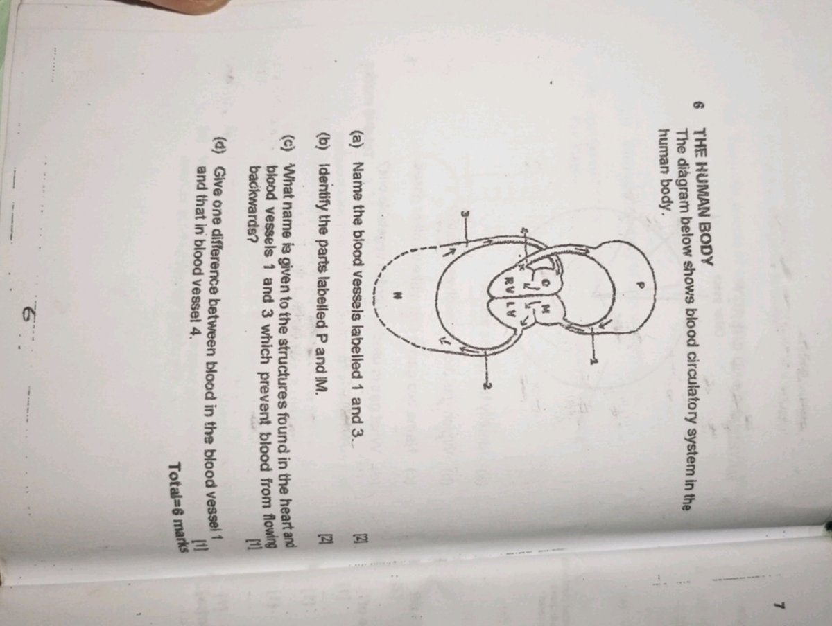 THE HUMAN BODY The diagram below shows blood circulatory system in the hu..